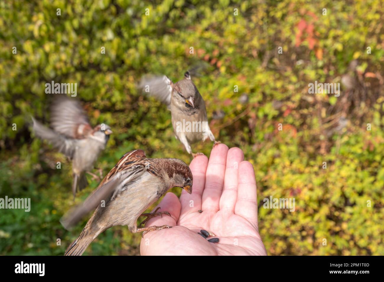 Sparrow eats seeds from a man's hand. A Sparrow bird sitting on the ...