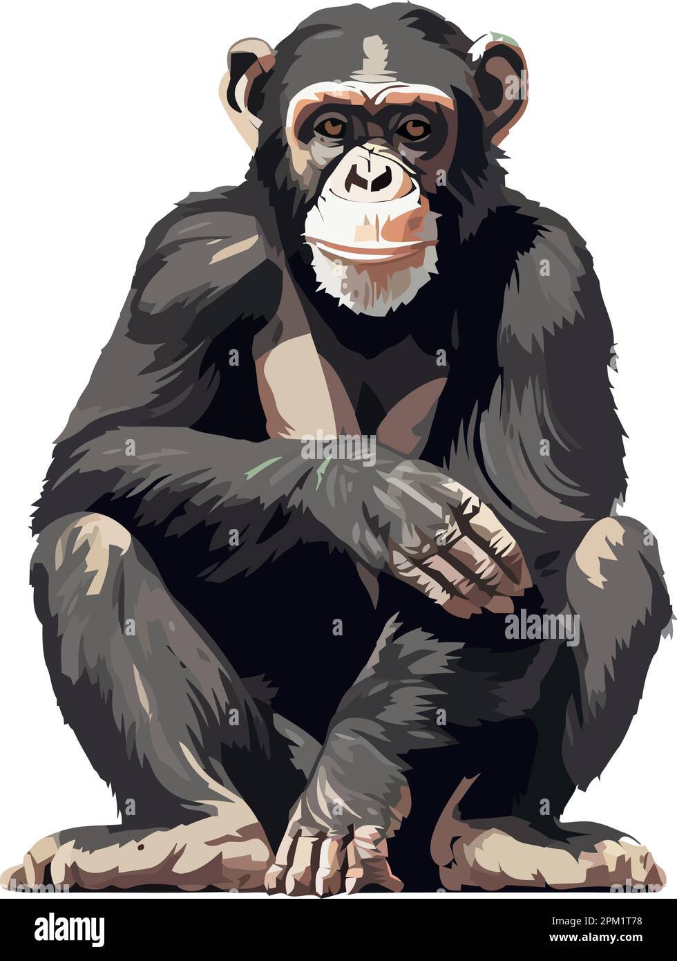 primate sitting on white background Stock Vector Image & Art - Alamy