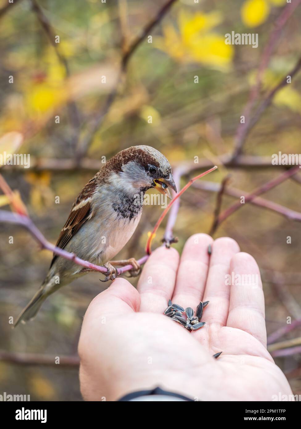 Sparrow eats seeds from a man's hand. A Sparrow bird sitting on the ...