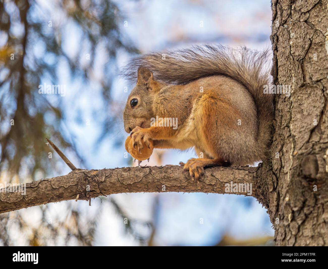 The squirrel with nut sits on tree in the autumn. Eurasian red squirrel ...