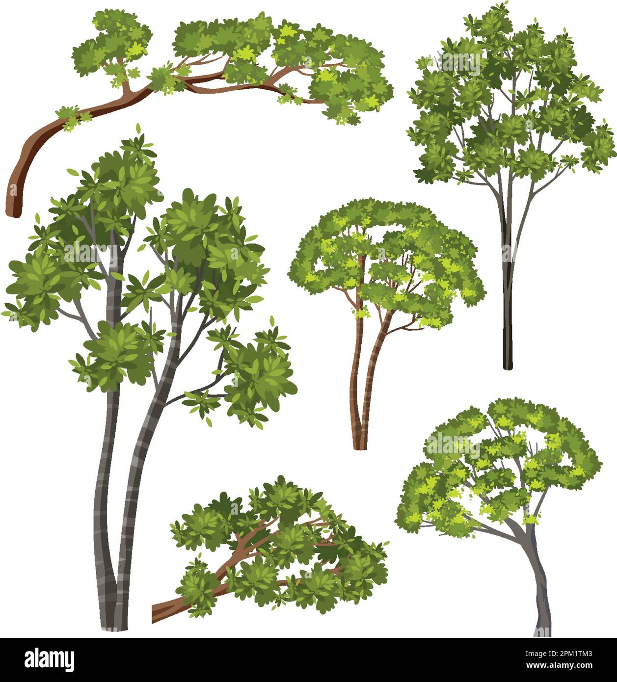 Diverse Trees Vector Set illustration Stock Vector Image & Art - Alamy