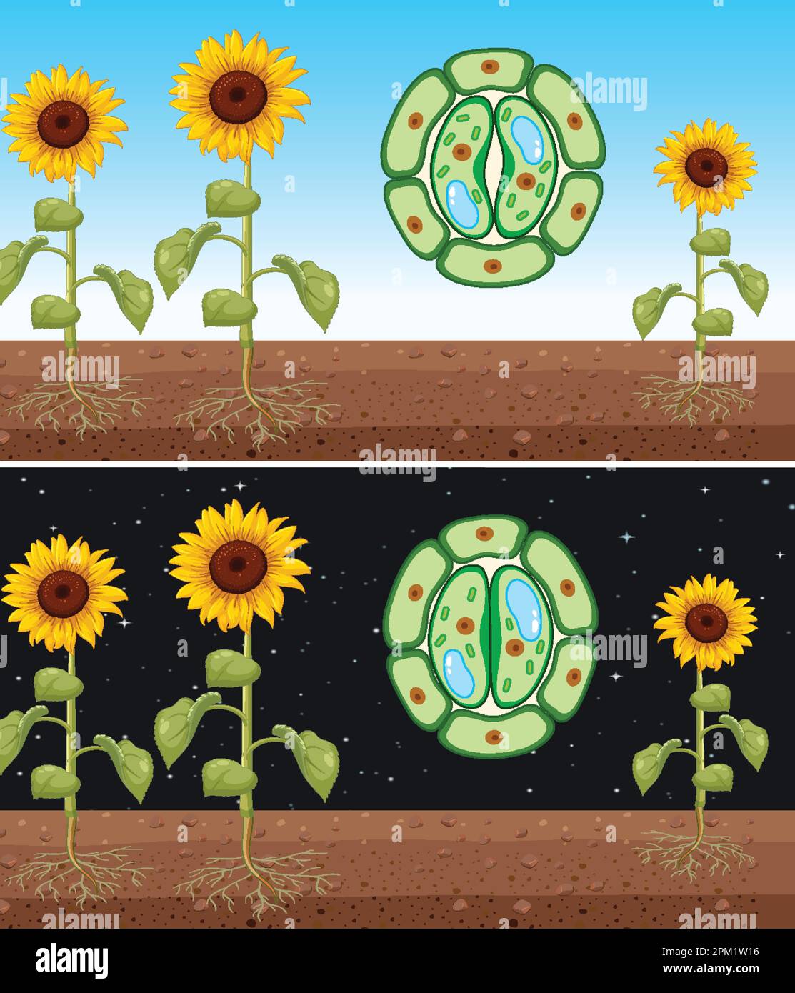 Sunflower with Close and Open Stomata Vector illustration Stock Vector ...
