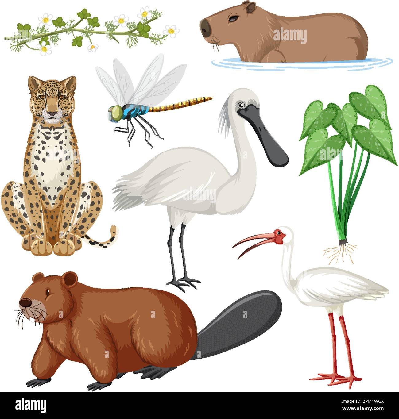 Various Wetland Animals Collection illustration Stock Vector Image ...
