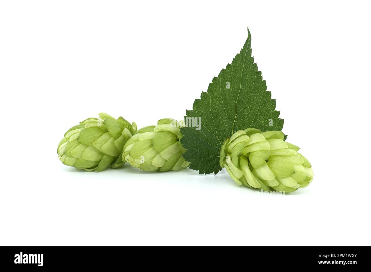 Hop cones with leaf, fresh green hops branch isolated on a white ...
