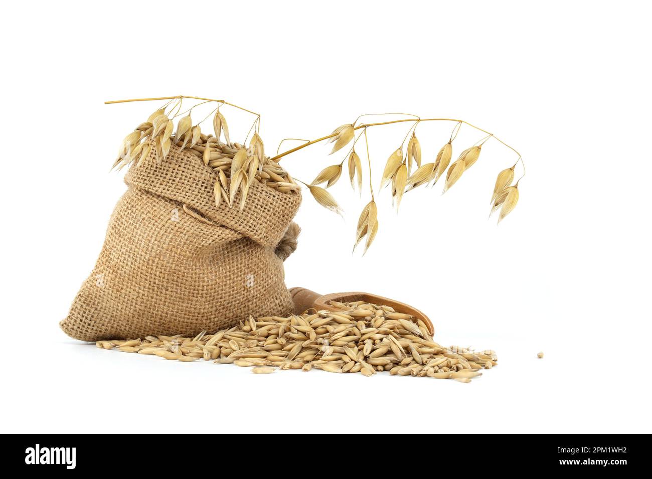 Oat grains with hulls or husks in burlap bag isolated on a white ...