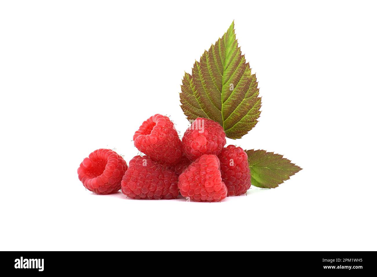 Red ripe raspberry berries with green leaves. Side view, isolated on ...