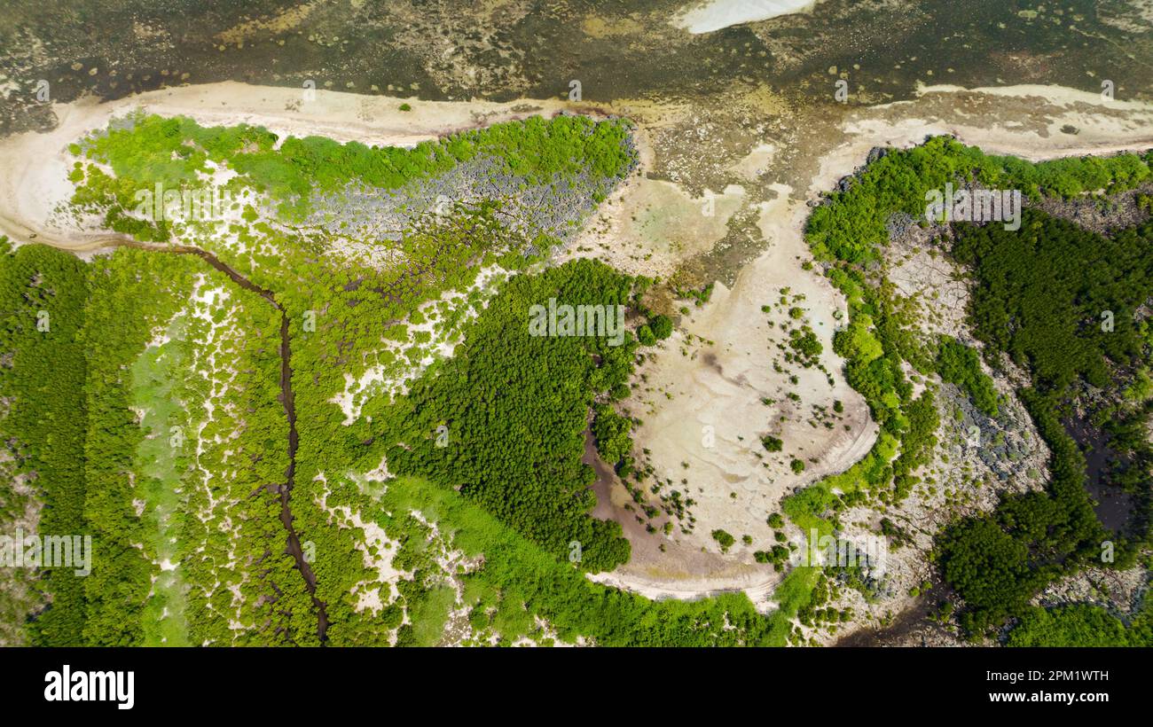 Mangroves on a tropical island. Mangrove landscape. Bantayan island ...