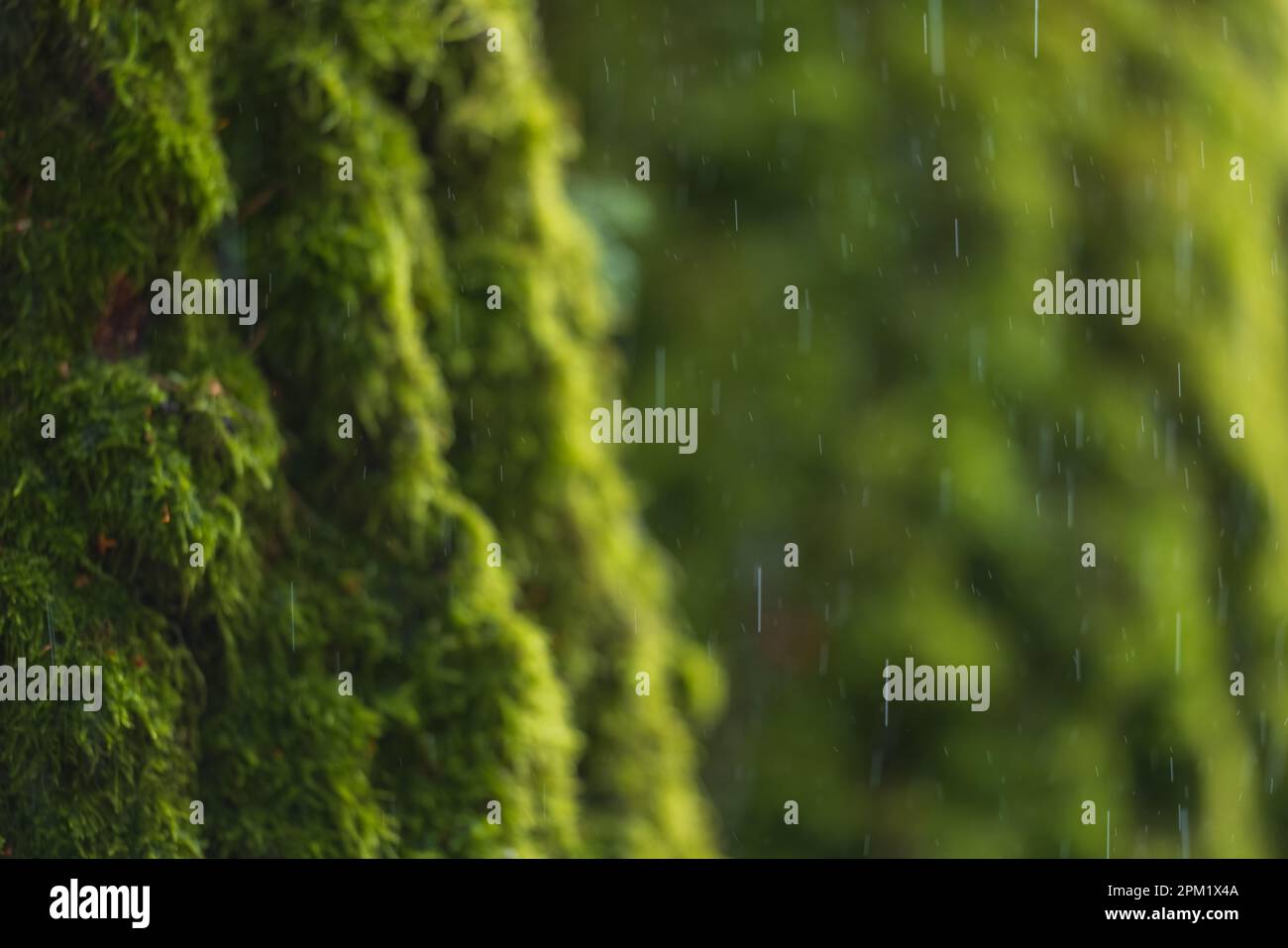Green moss with rain drops falling in the background. Freshness Stock ...