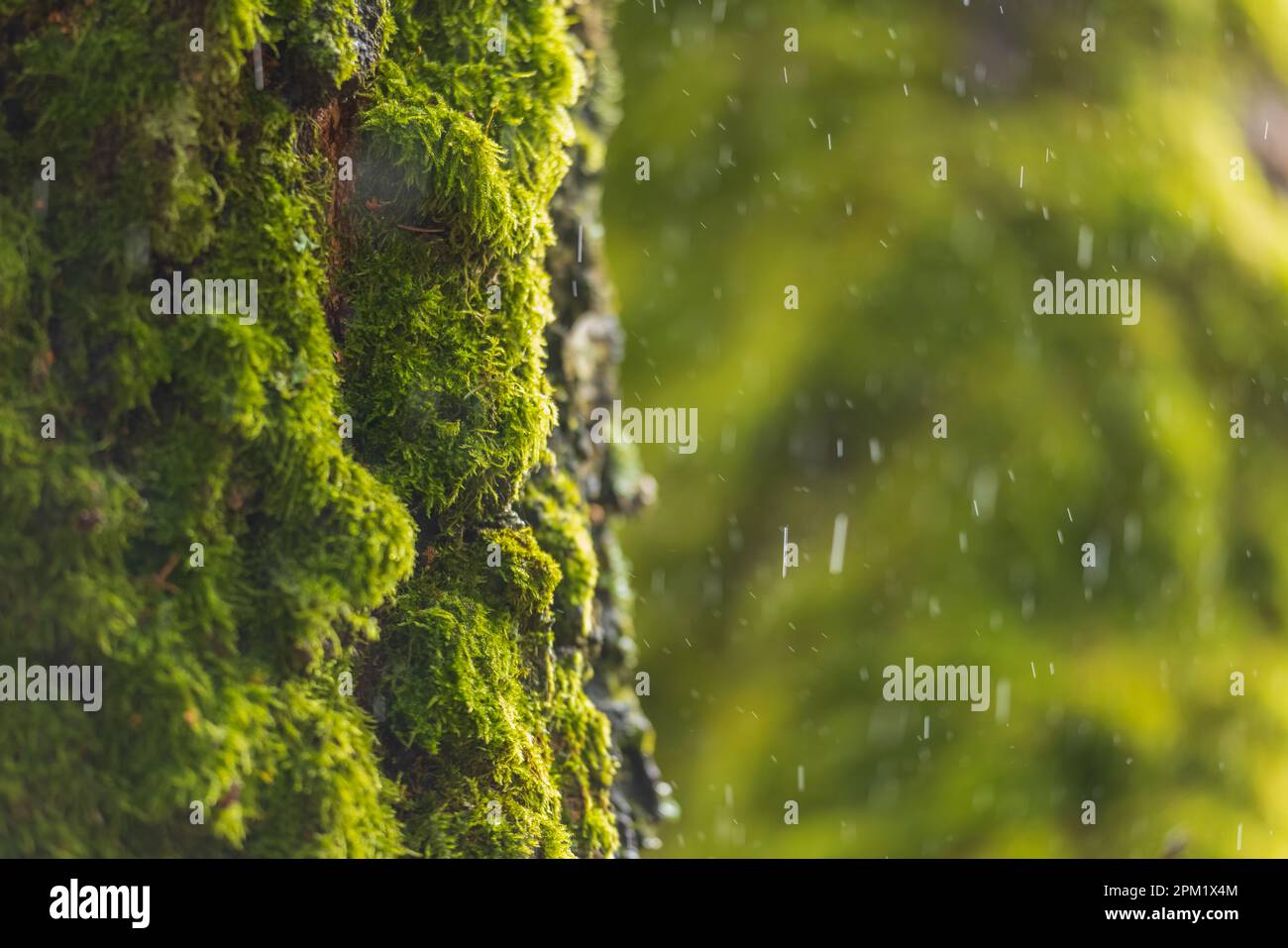 Heavy rain drops falling down hi-res stock photography and images - Alamy