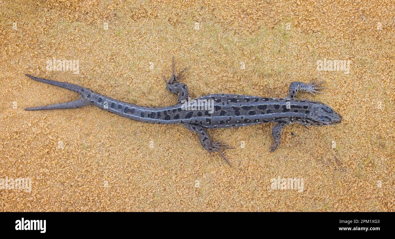 Rare condition of The sand lizard which is having a two tails - Lacerta ...