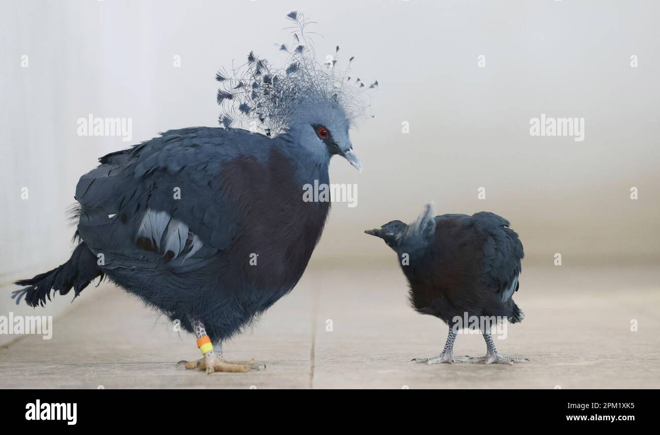A photo shows a baby bird of Victoria crowned pigeon (Goura victoria ...