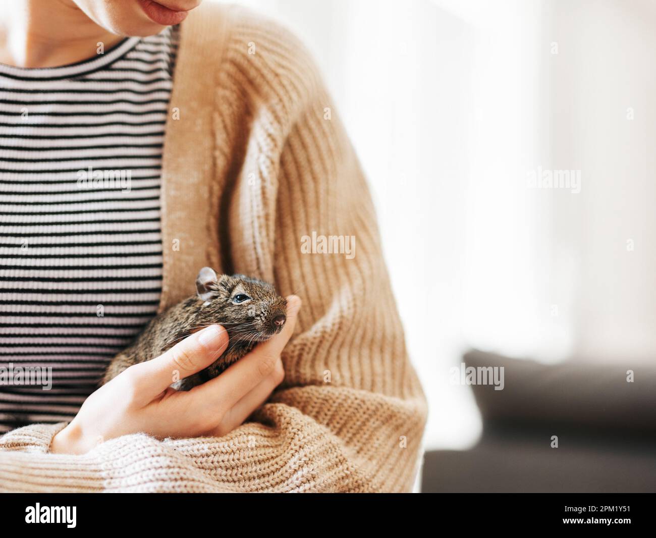 Young girl playing with cute chilean degu squirrel. Cute pet sitting on ...