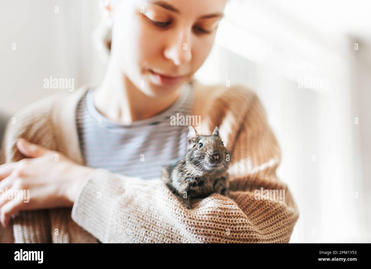 Young girl playing with cute chilean degu squirrel. Cute pet sitting on ...