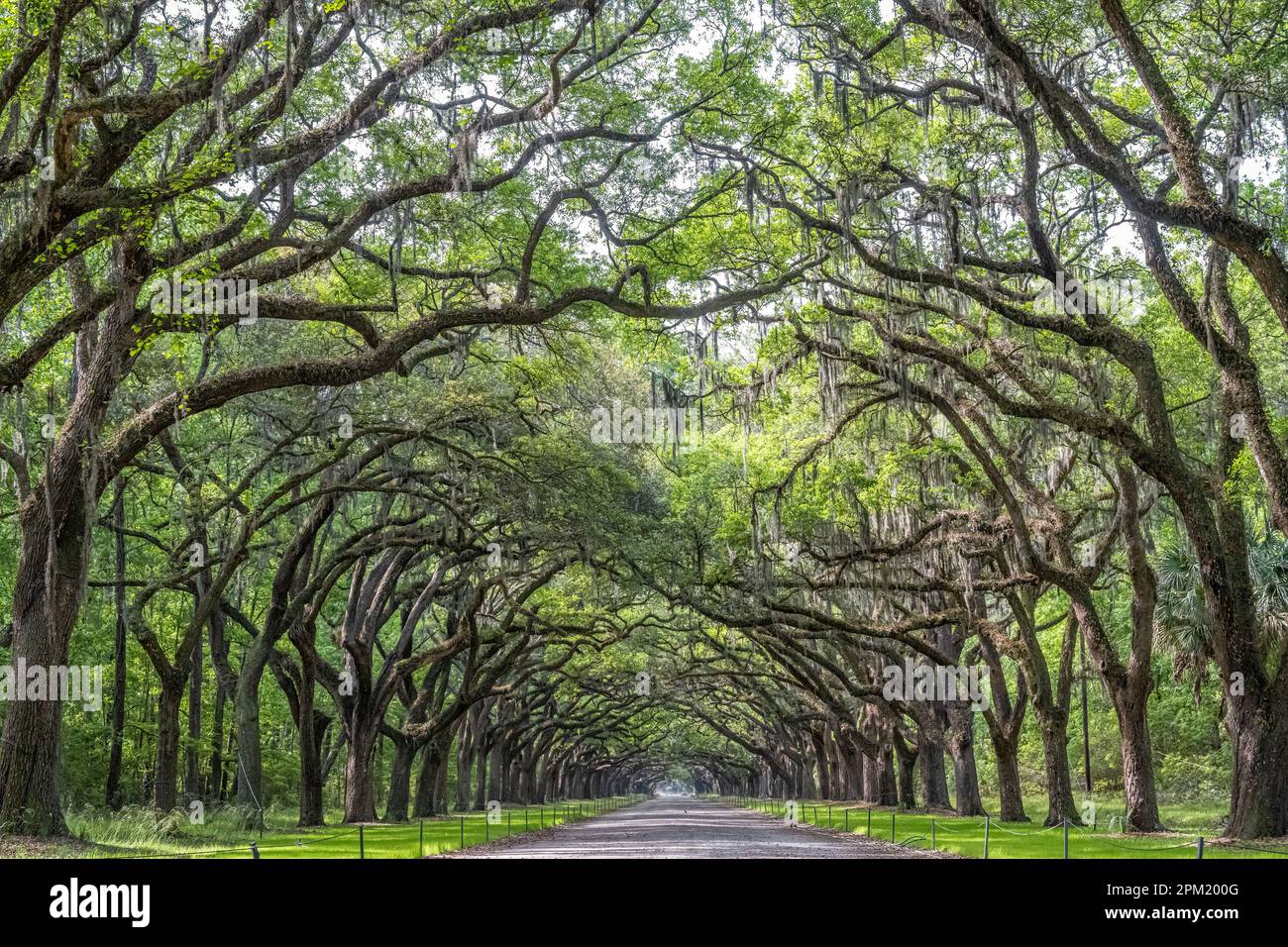 Live oak tree covered lane at the Wormsloe Plantation in Savannah ...
