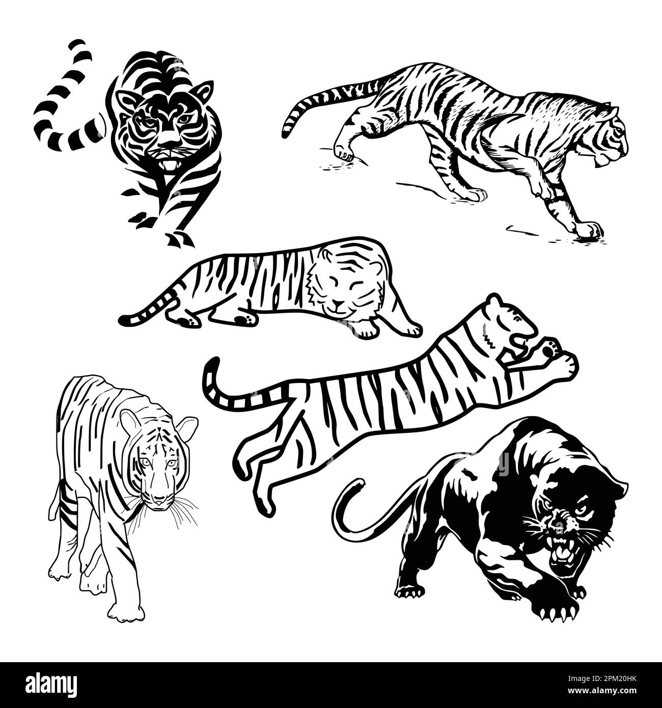 Tiger and zebra Cut Out Stock Images & Pictures - Alamy