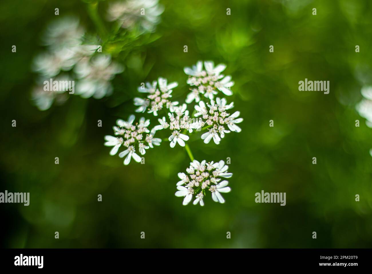 Edible flower garnish hi-res stock photography and images - Alamy