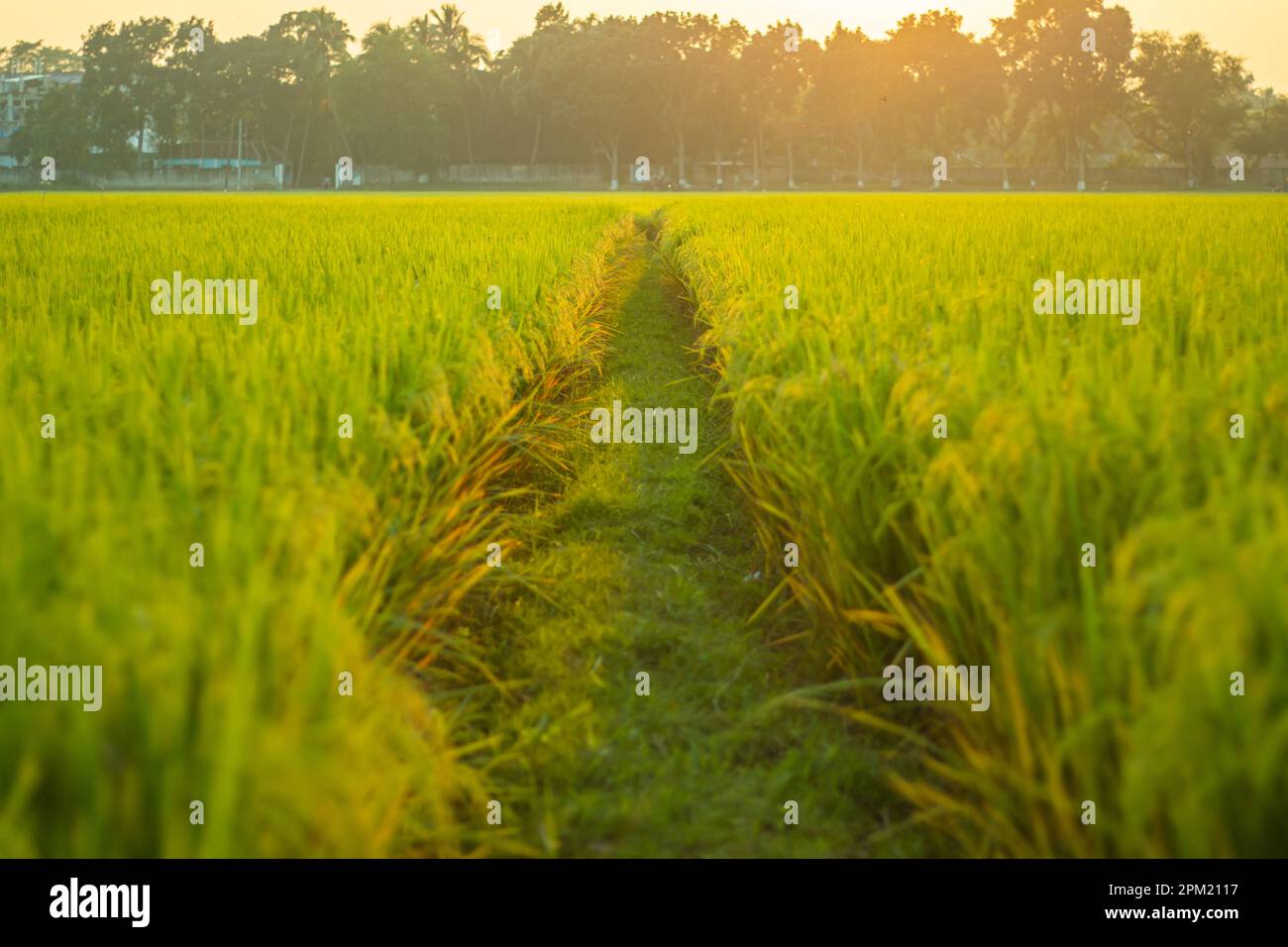 Green and raw paddy and it's time to harvest cereal farms and ...