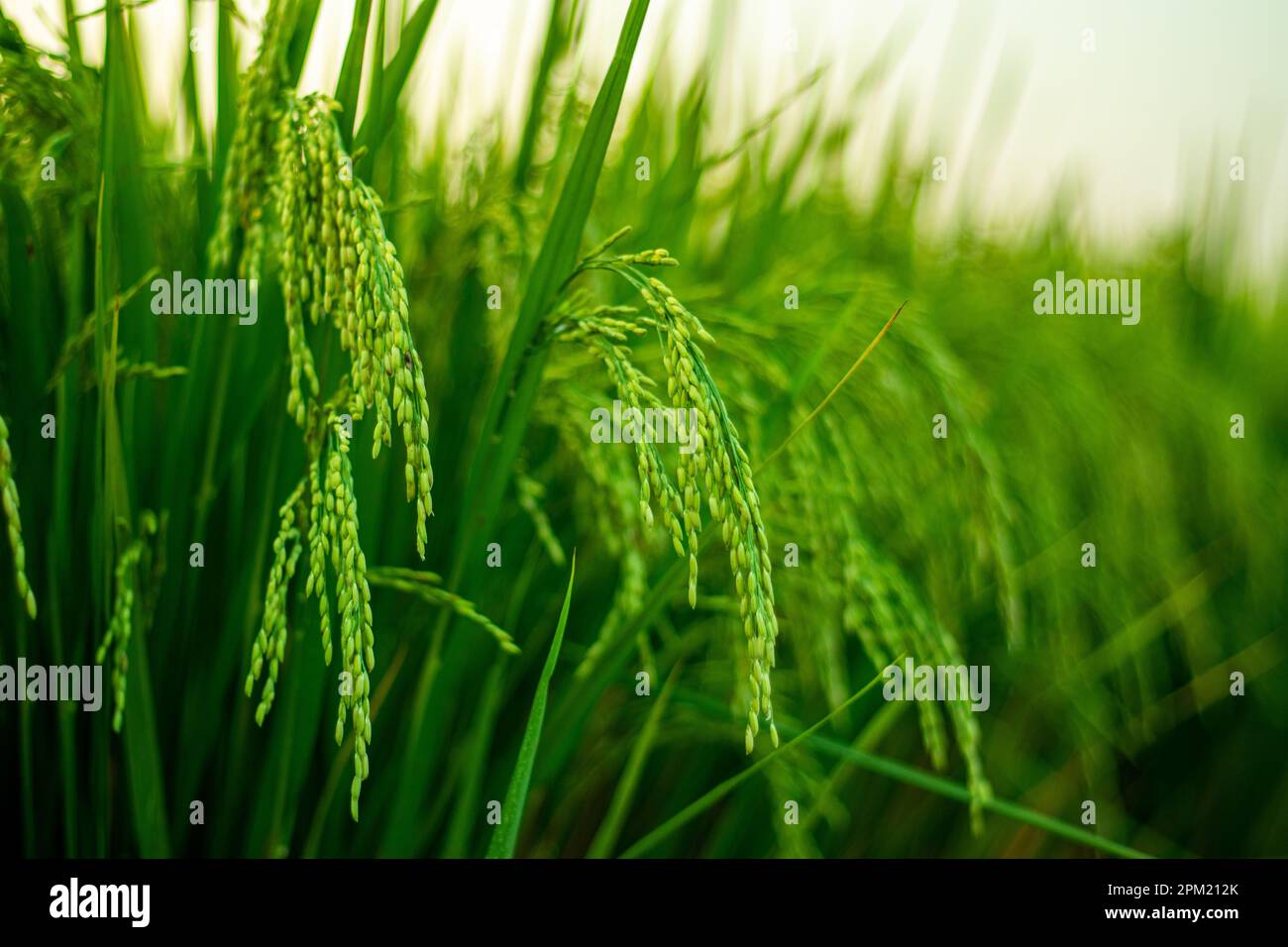 Green paddy rice field spring. Organic rice fields or paddy fields are ...