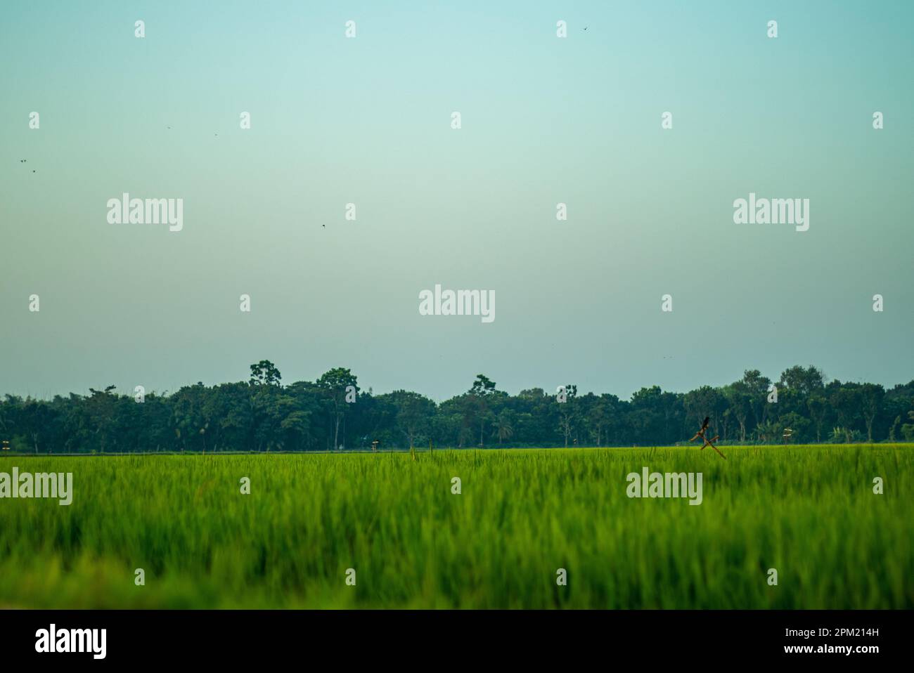 In the green paddy fields of the village enjoy the green beauty ...