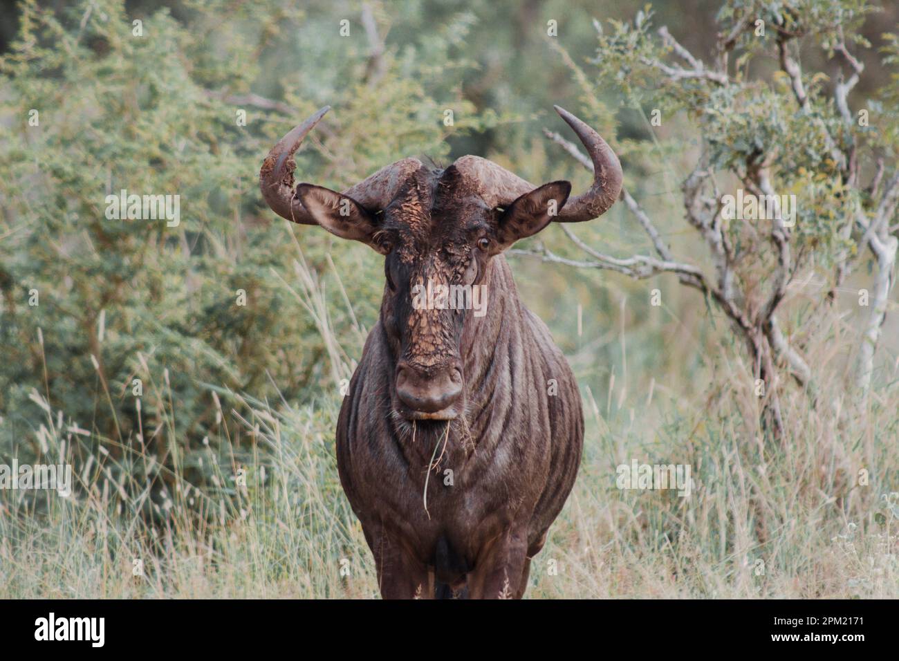 Blue Wildebeest on high alert Stock Photo - Alamy