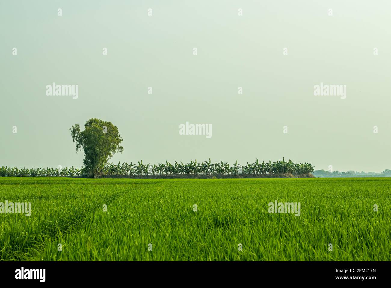 Paddy rice fields cover large agricultural areas in tropical and ...