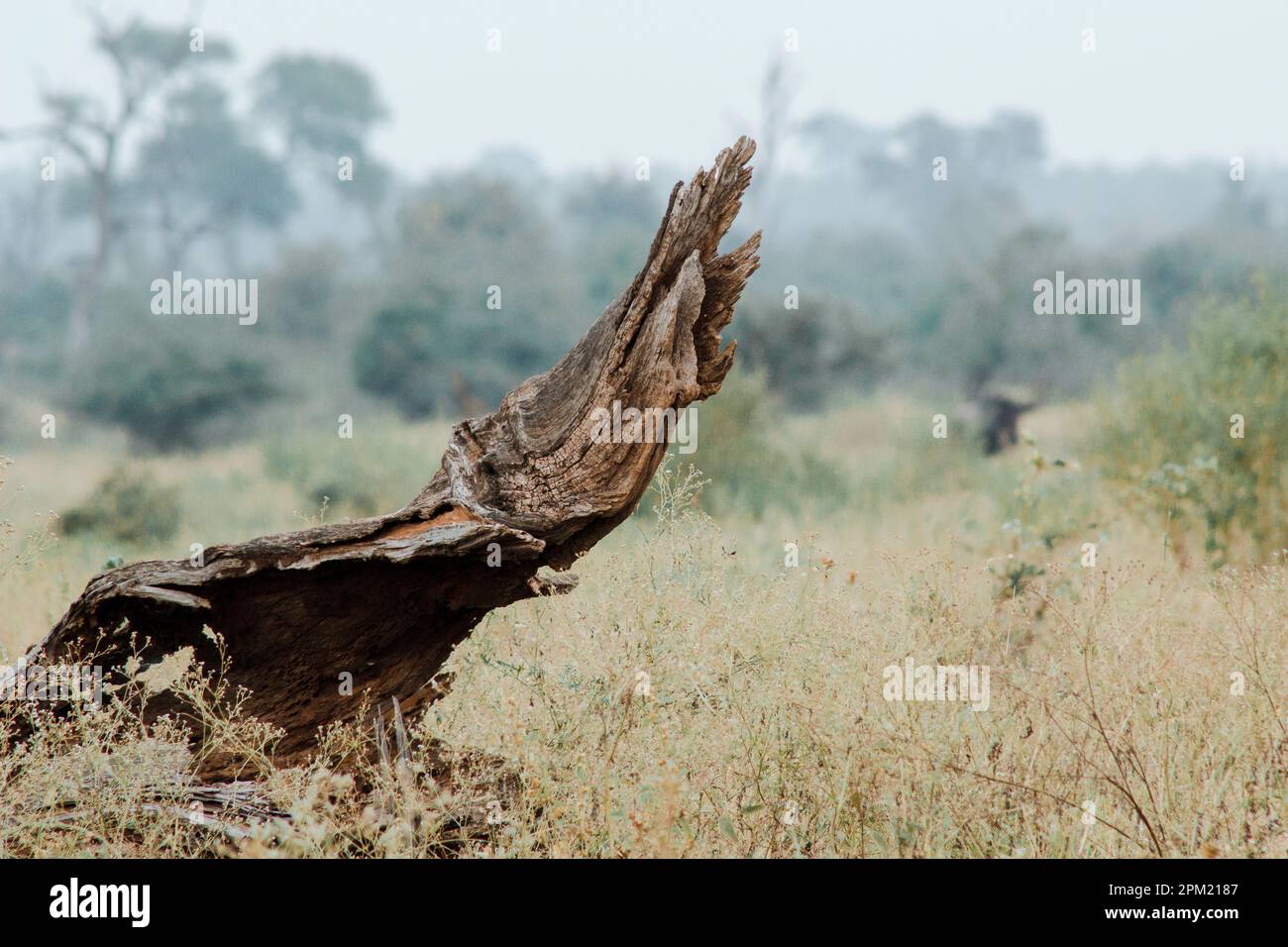 Trees in kruger national park hi-res stock photography and images - Alamy