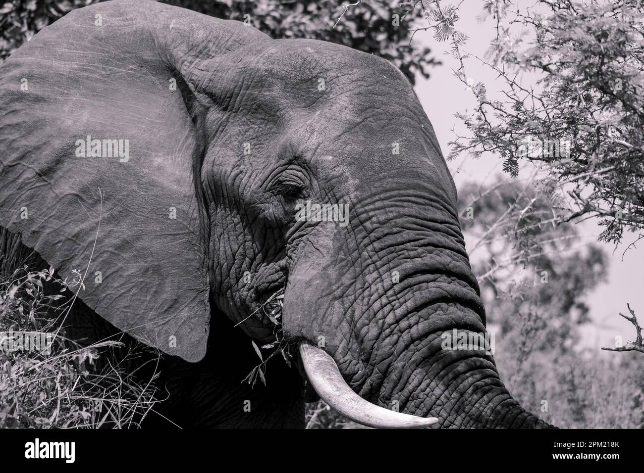 Grazing elephant in bush hi-res stock photography and images - Alamy