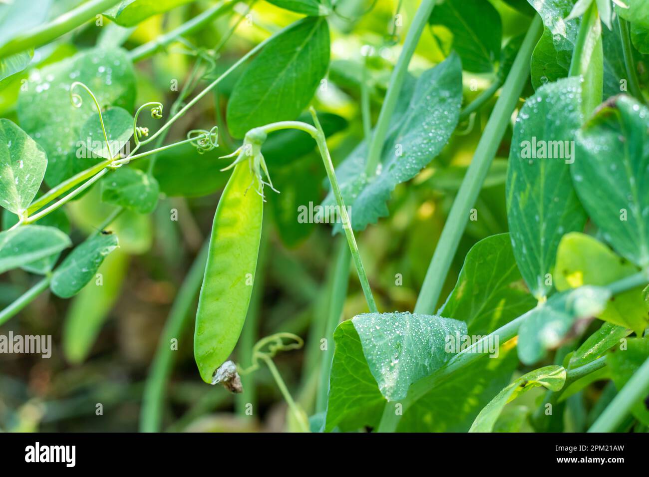 Pea plants produce climbing vines that yield pods full of succulent ...