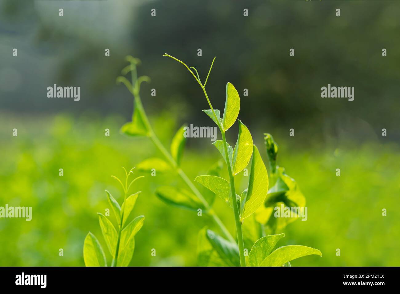 Peas are easy-to-grow plants full of flavor when freshly picked. Green ...