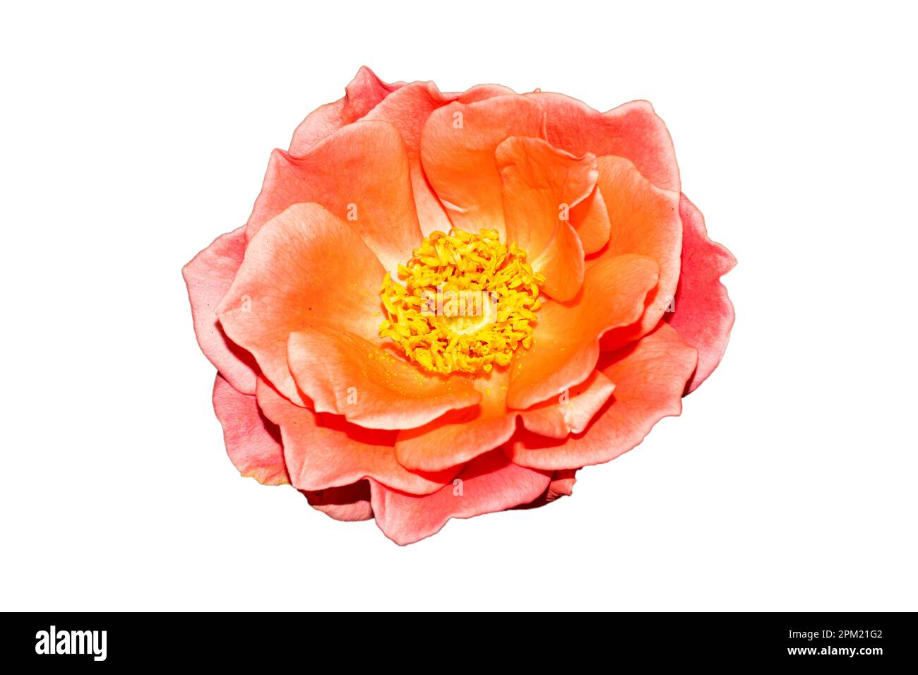 The pink rose on a white background it's symbolizes love and beauty ...