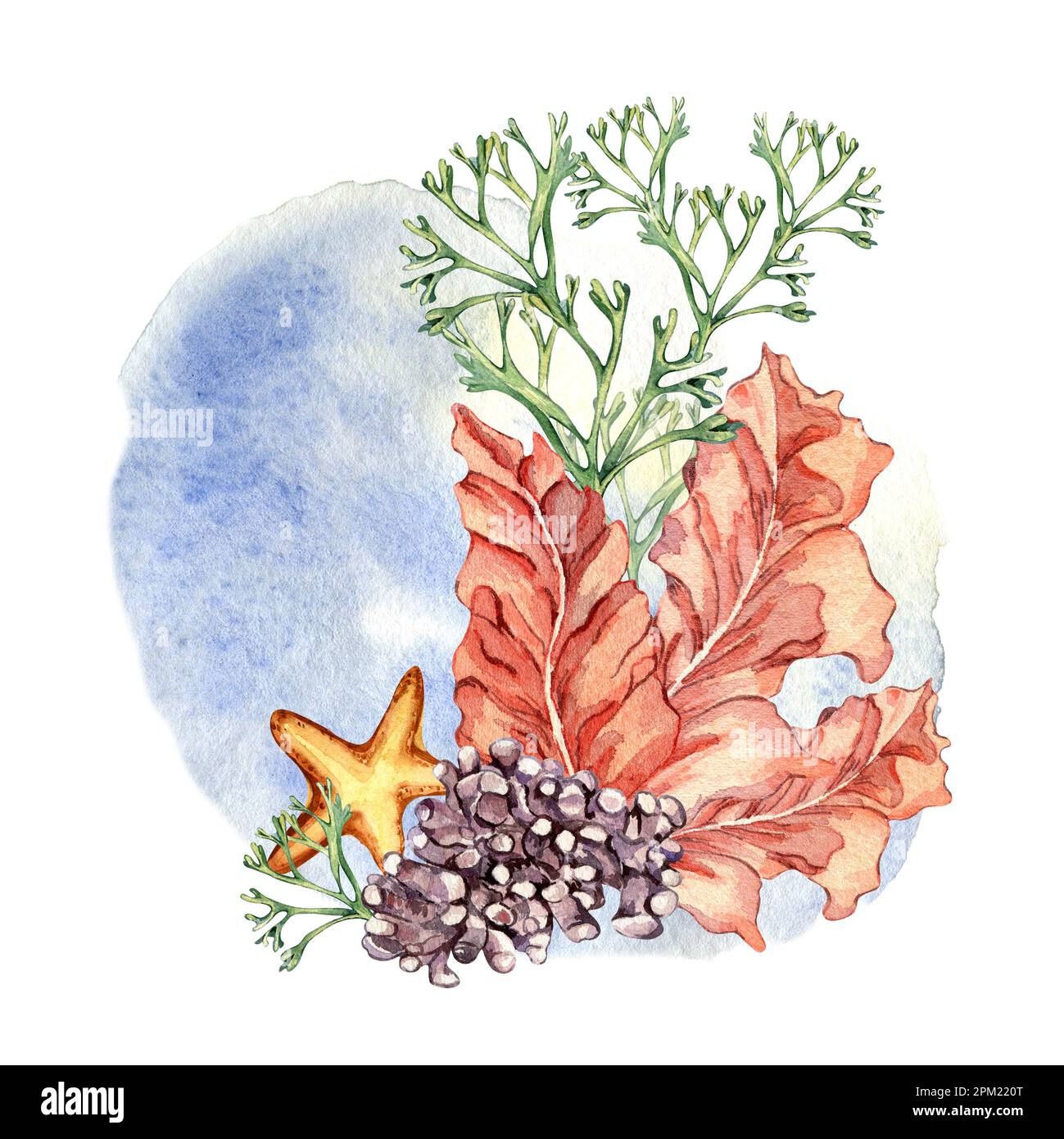 Composition of colorful sea plants watercolor illustration isolated on ...