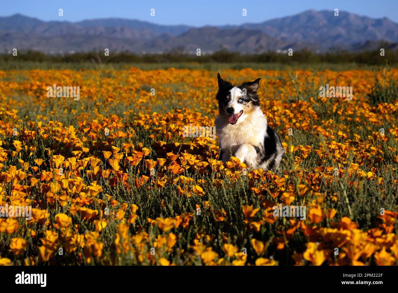 Golden Valley, Arizona, USA. 10th Apr, 2023. A mini Australian Shepherd ...