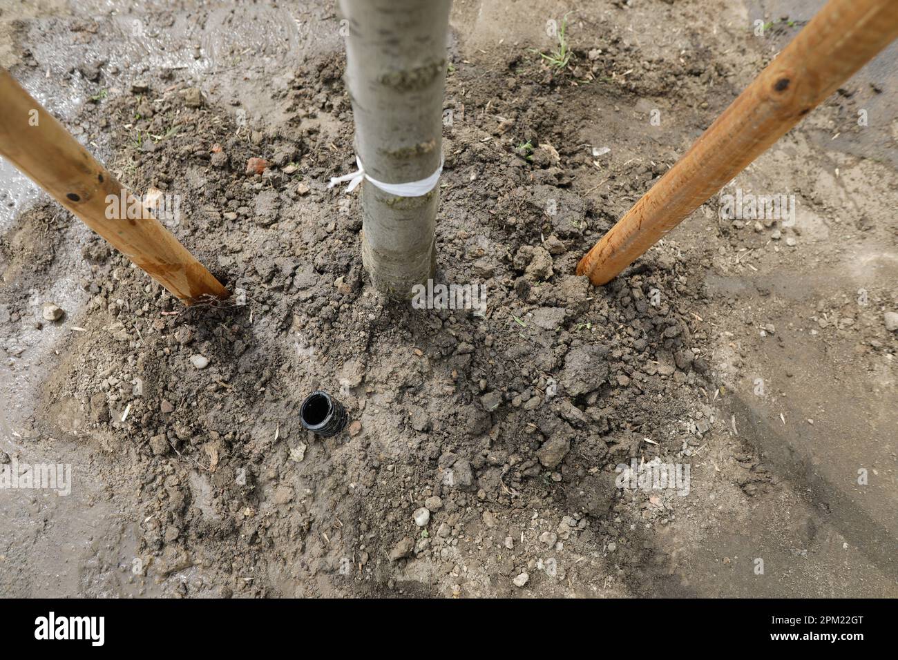 Details with a freshly planted tree with two wooden poles to hold it in ...