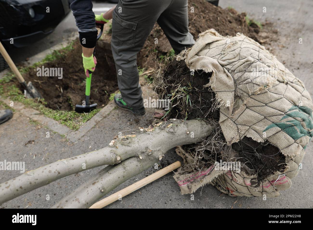 Shallow depth of field (selective focus) details with people planting a ...