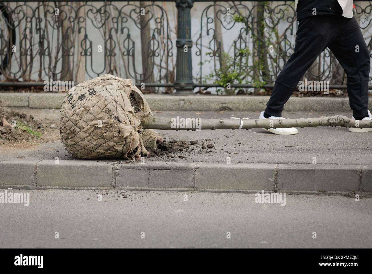 Shallow depth of field (selective focus) details with people planting a ...
