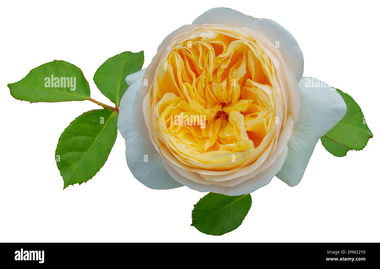 The color of the rose petals are yellow and white. Juliet. The ...