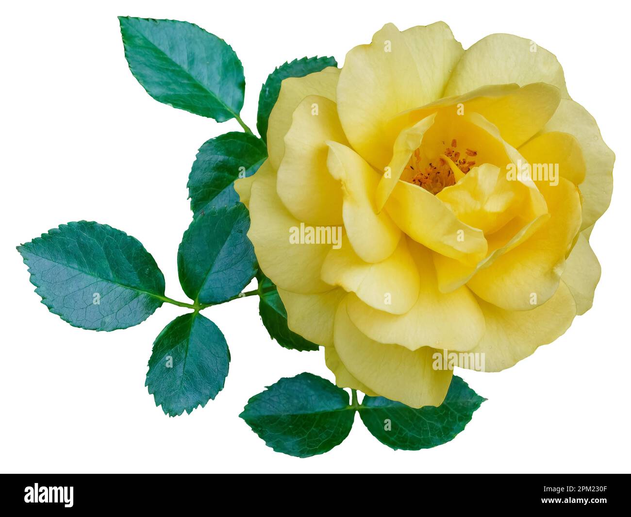 The color of the rose petals are yellow. Julia Child. The beautiful ...