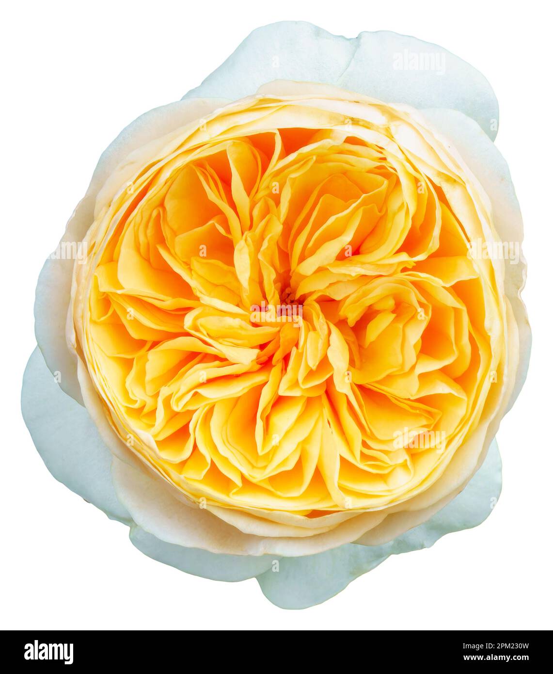 The color of the rose petals are yellow and white. Juliet. Beautiful ...