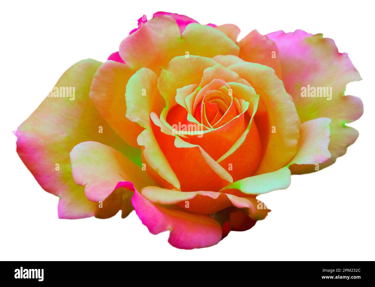 The color of the rose petals is yellow, pink and green. Claude Monet ...