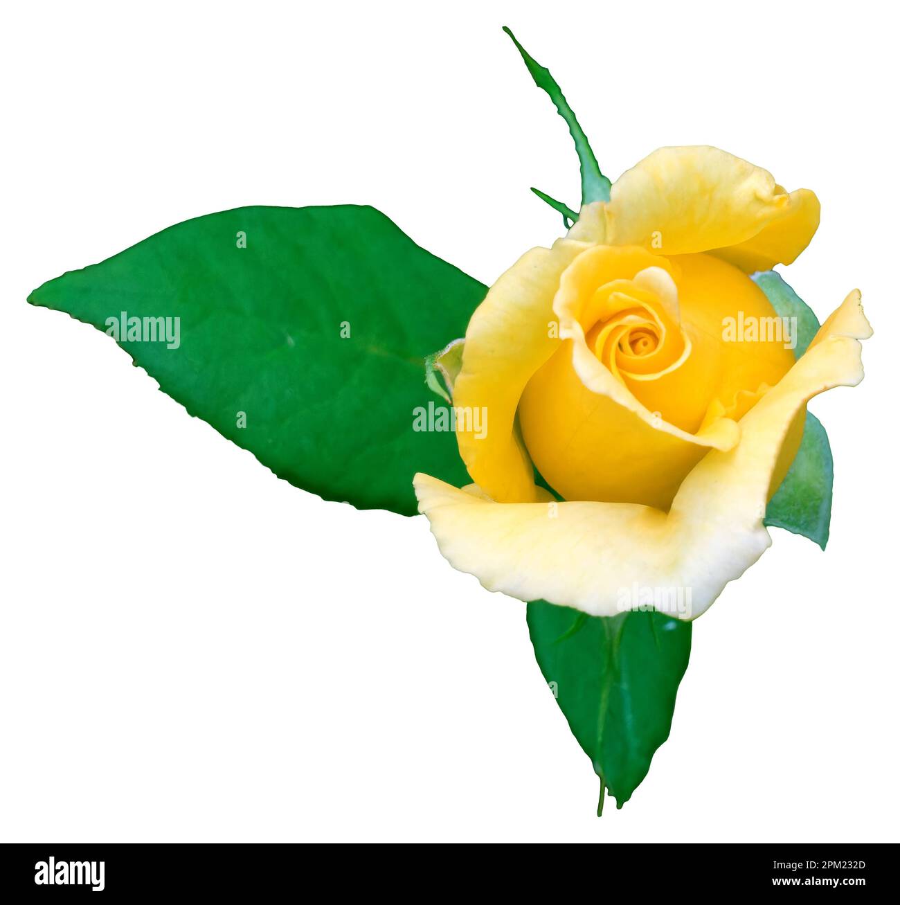 The color of the rose buds that will bloom is yellow. Sunbright. The ...