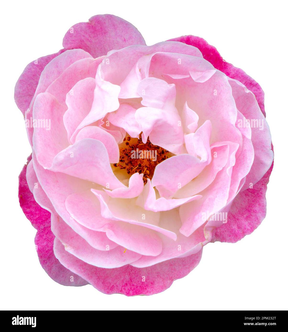 The color of the rose petals is pink and white. Margo's Sister ...