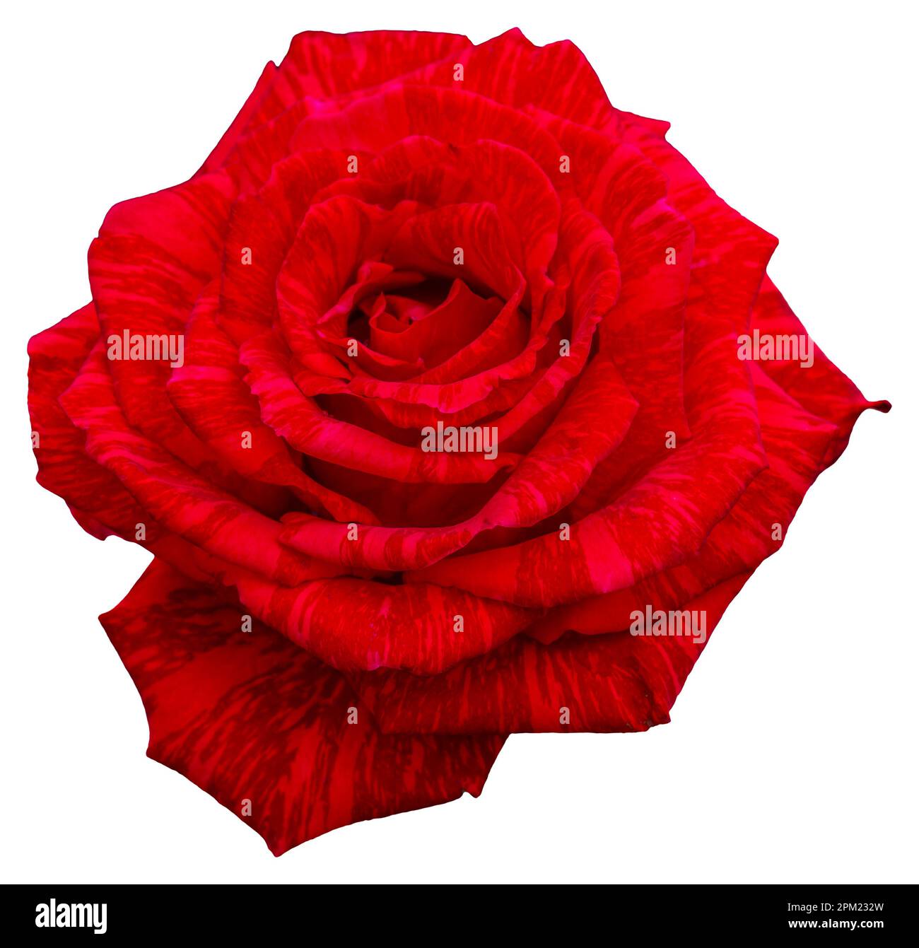 The color of the rose petals is red and black textures. Red Intuition ...