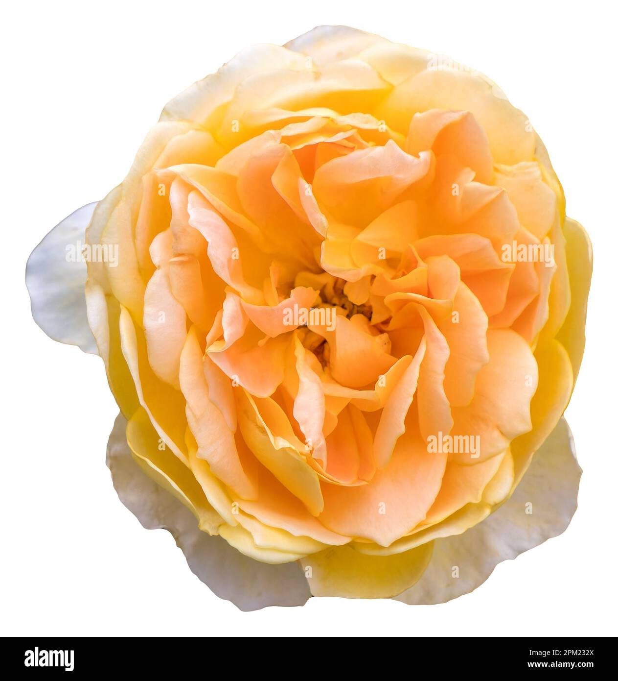 The color of the rose petals is yellow aand white. Charlotte. Beautiful ...