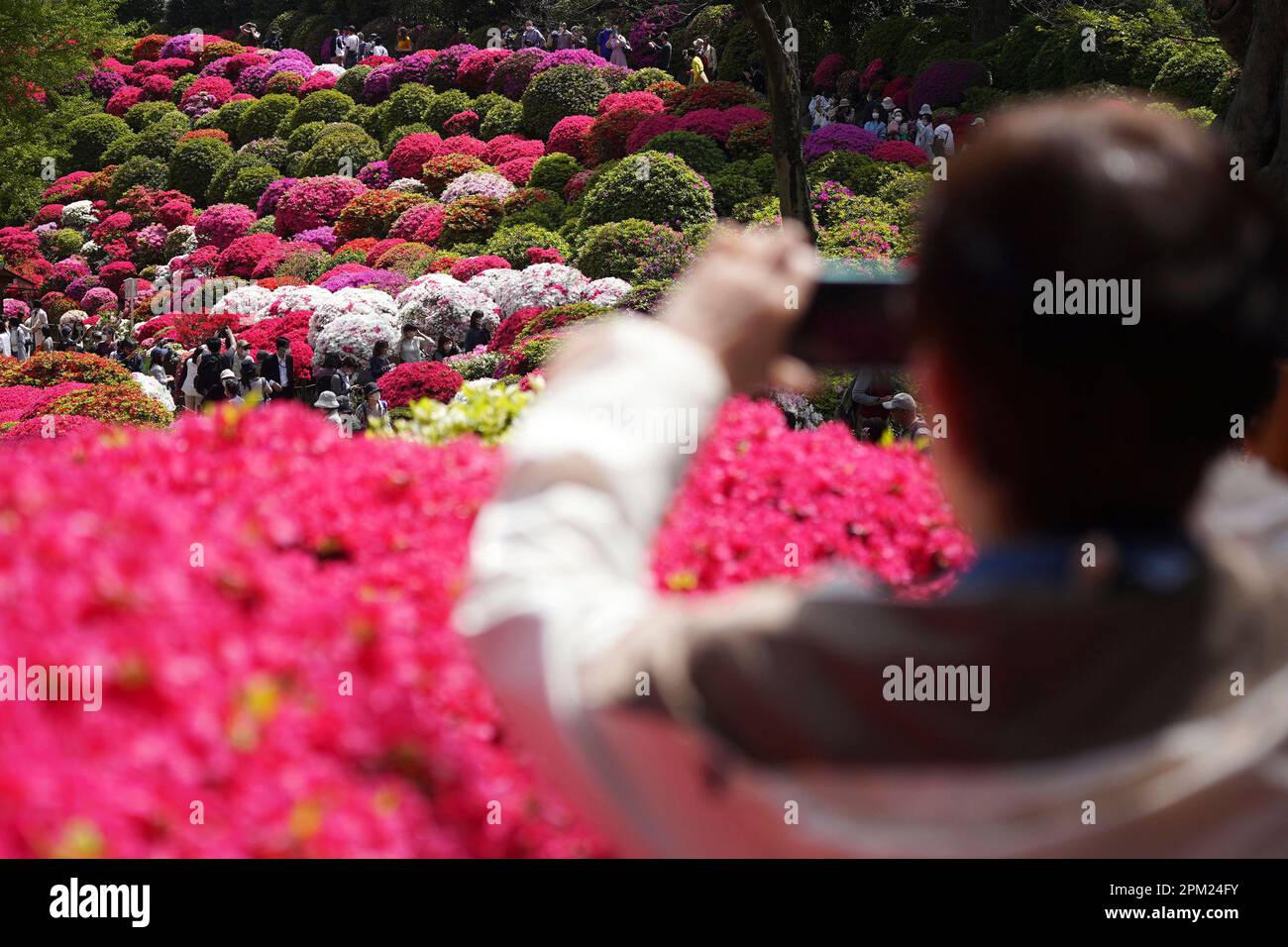Visitors walk through azalea blossoms at Nezu Shrine on a mild spring ...
