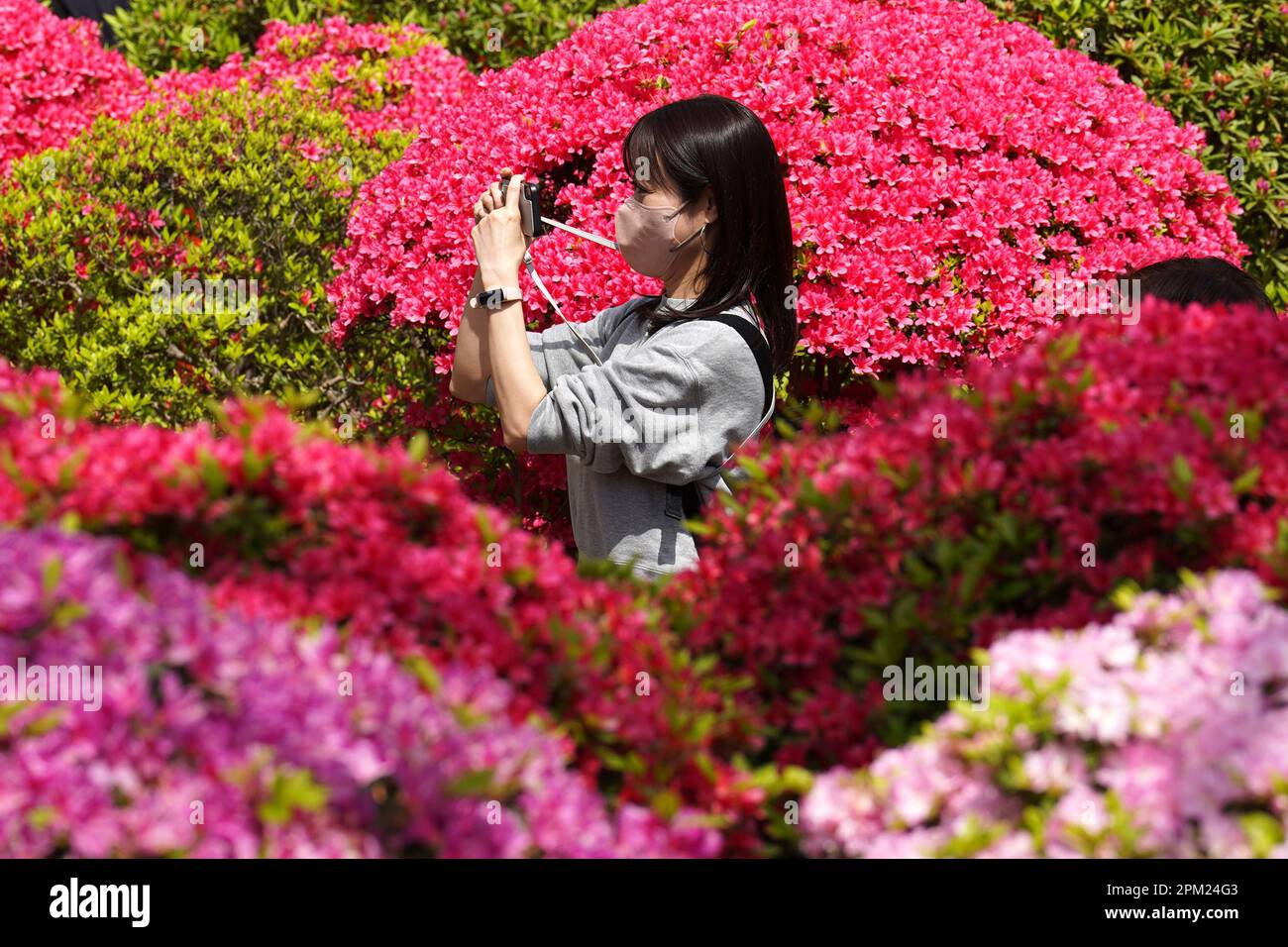 A visitor walks through azalea blossoms at Nezu Shrine on a mild spring day Tuesday, April 11 ...