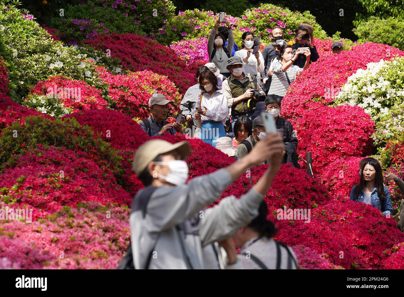 Visitors walk through azalea blossoms at Nezu Shrine on a mild spring ...