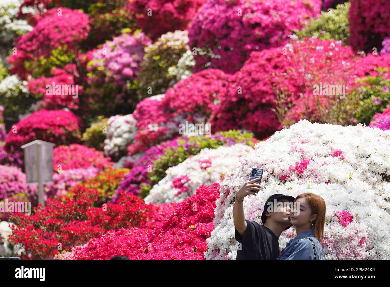 Visitors take a selfie among azalea blossoms at Nezu Shrine on a mild spring day Tuesday, April ...