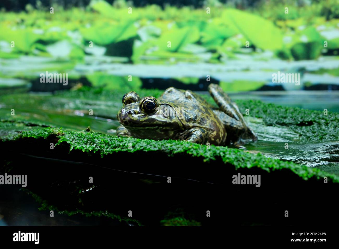 African Bullfrog Mating On Water Surface In Central Kalahari, Botswana ...