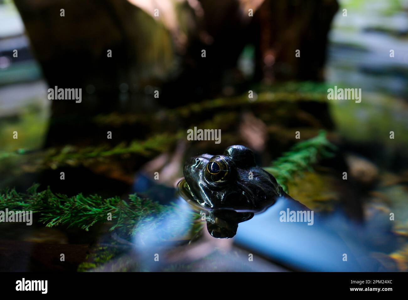 African Bullfrog Mating On Water frog in aquarium transparent water ...