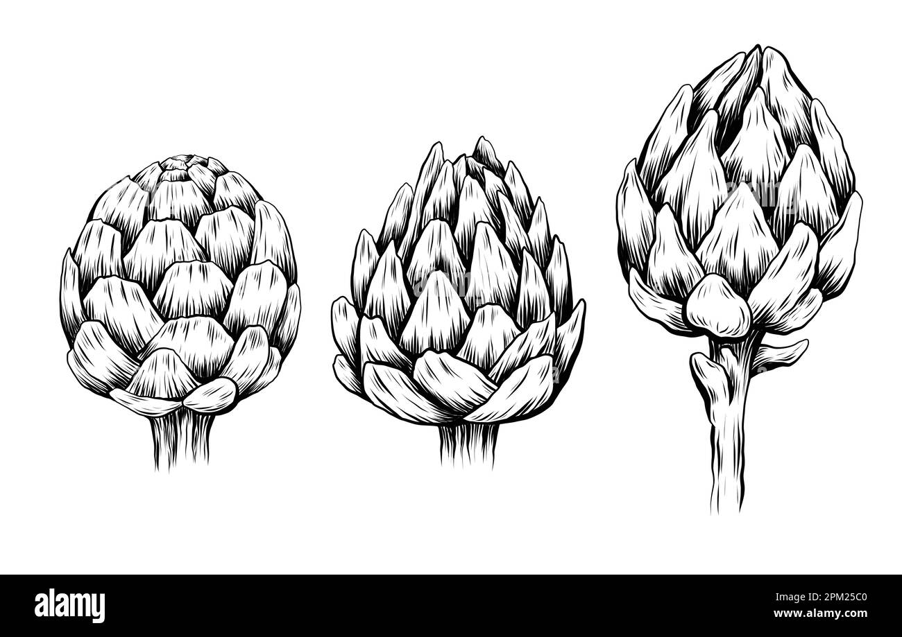 Vector set of sketch hand drawn artichokes isolated from background ...